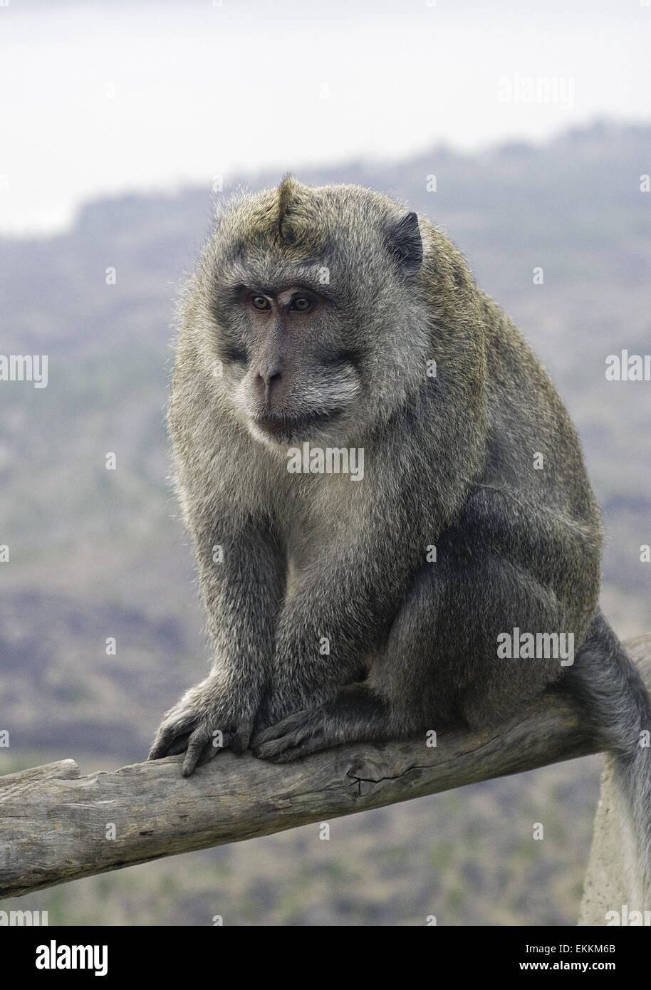 Macaque Monkey at Sunrise at the Peak of Mt. Batur, Bali, Indonesia ...