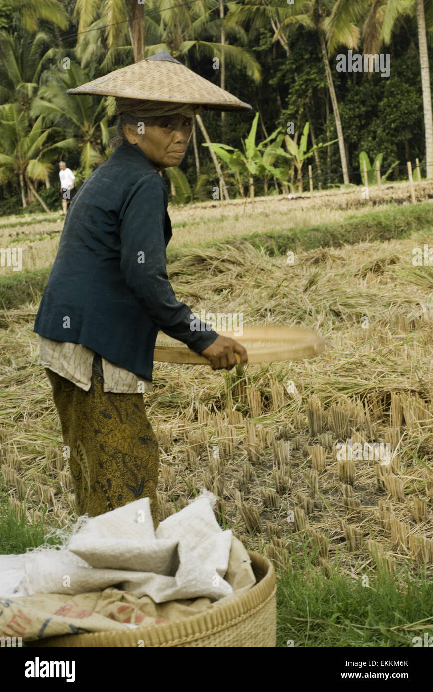 A rice worker in the fields near Ubud, Bali, Indonesia Stock Photo - Alamy