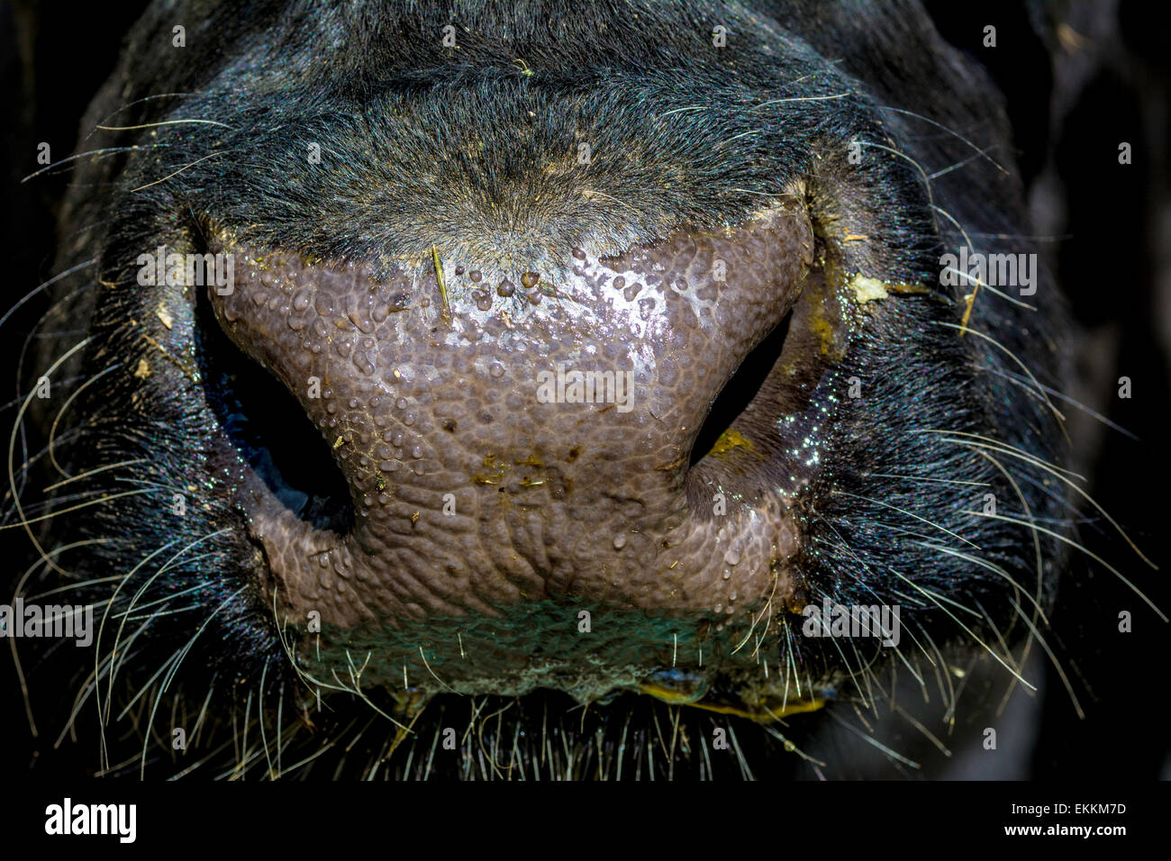 Black cow snout close up Stock Photo - Alamy