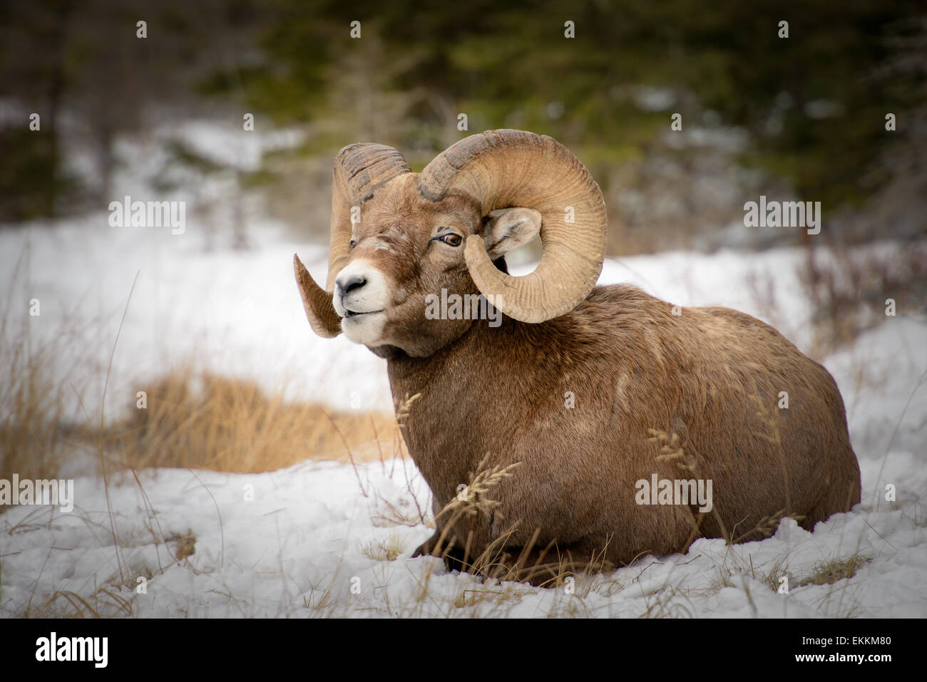 Bighorn Ram Resting in snow Stock Photo - Alamy