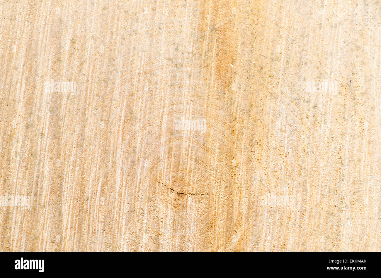 closeup to cut tree trunk texture background Stock Photo - Alamy