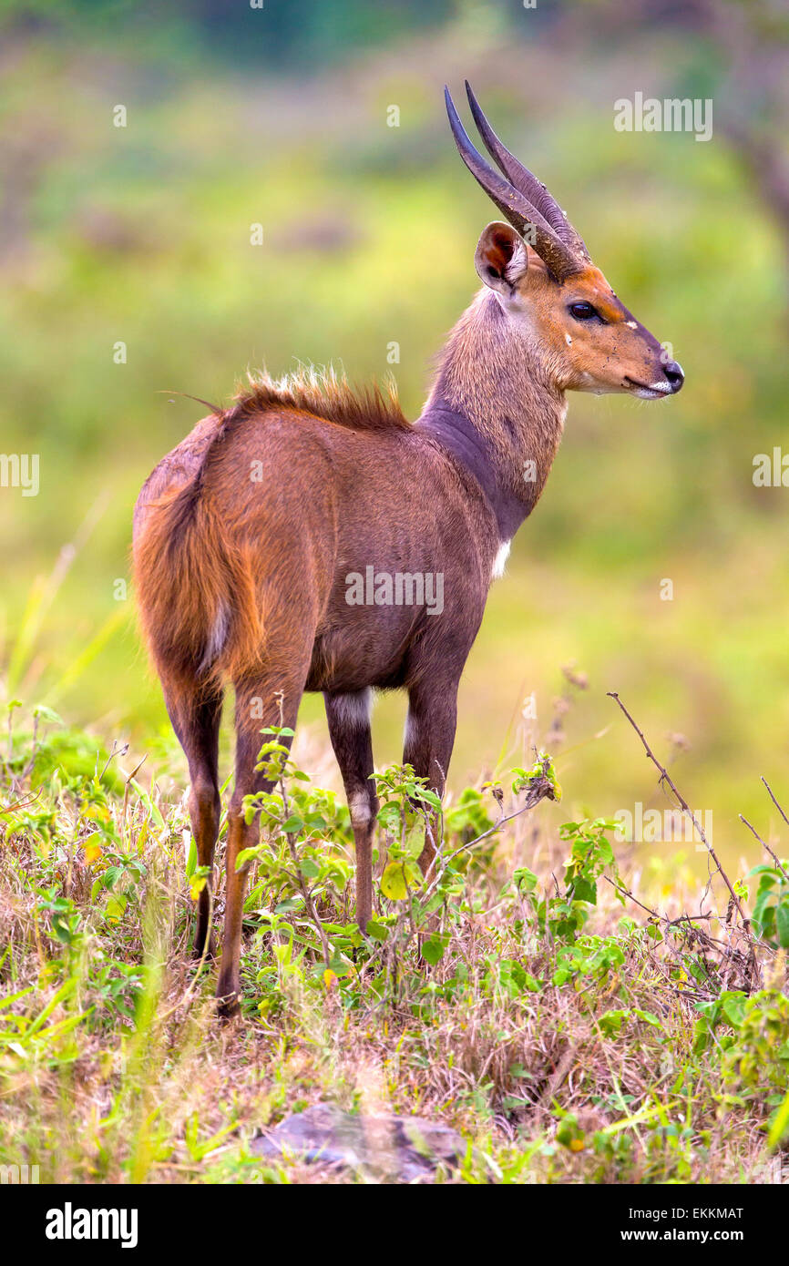 East african bushbuck standing in the bush Stock Photo - Alamy