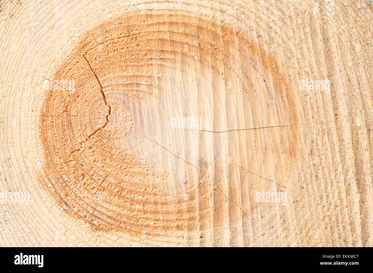 closeup to cut tree trunk texture background Stock Photo - Alamy