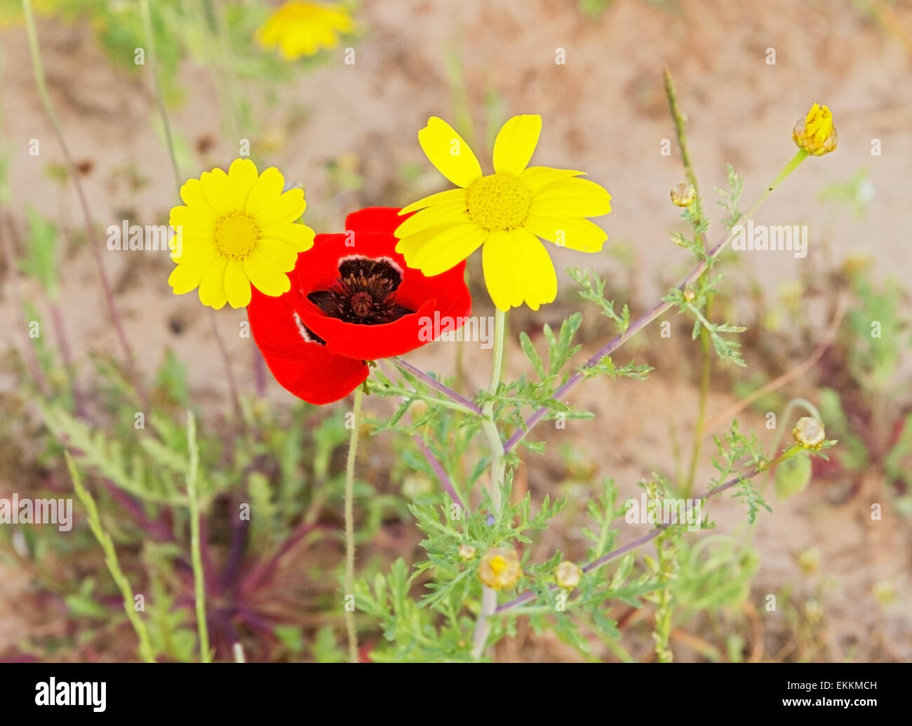 Wild red poppy and white daisy flowers in the meadow Stock Photo - Alamy