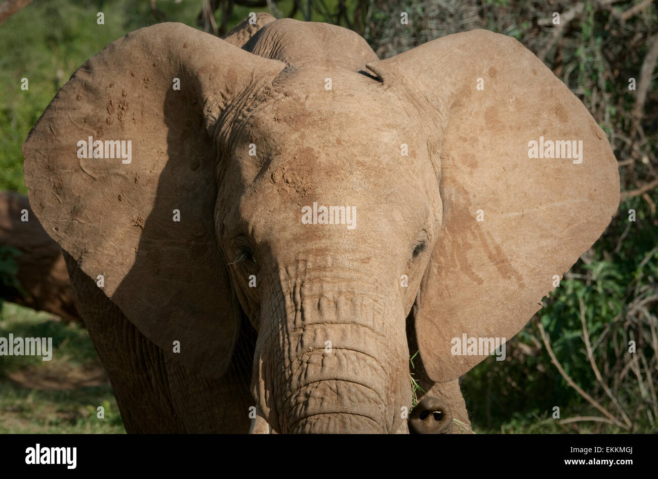 Elephant Head High Resolution Stock Photography and Images - Alamy