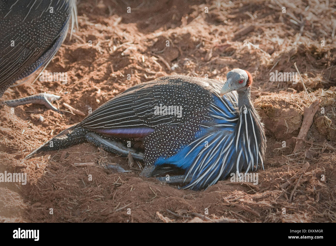Vulturine Guineafowl dusting Stock Photo - Alamy