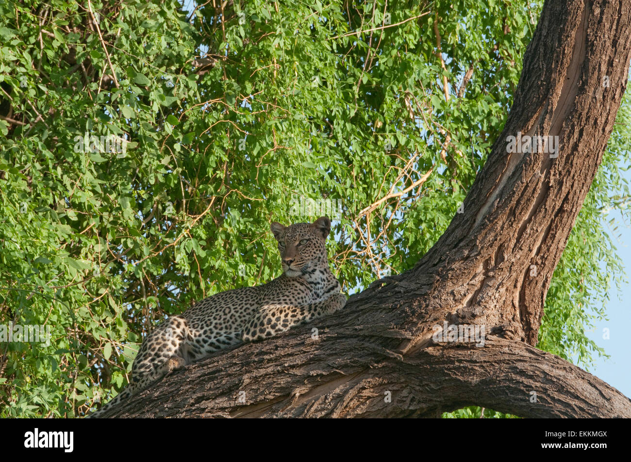 Leopard lying in tree Stock Photo - Alamy