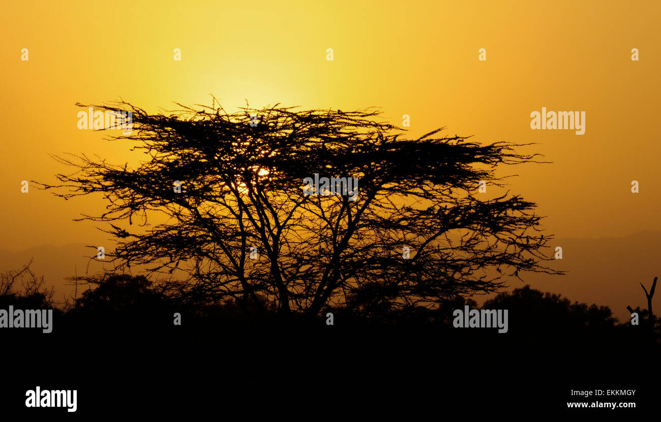 Sunset with acacia tree in foreground Stock Photo - Alamy