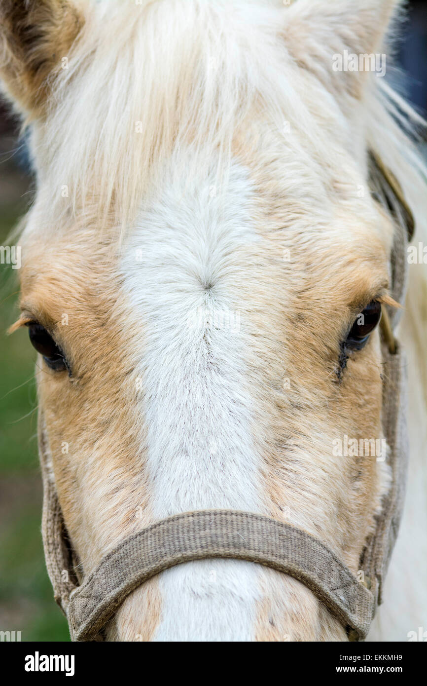 Close up of a horses face Stock Photo - Alamy