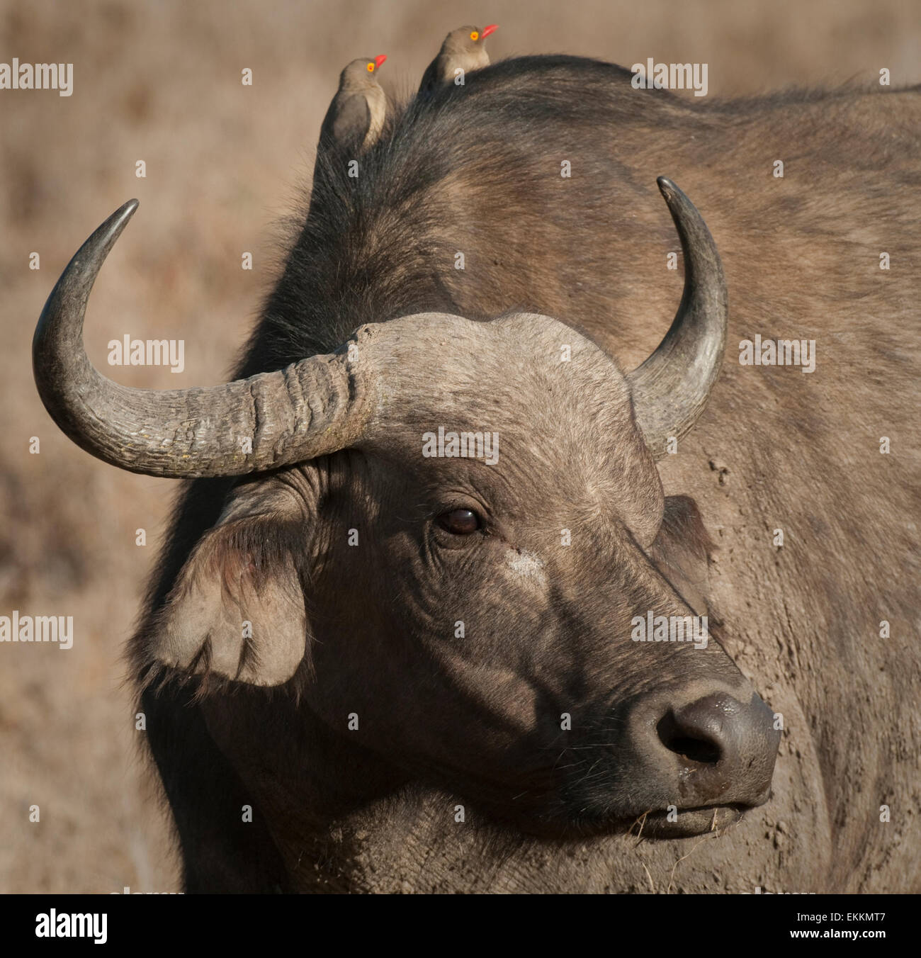 Head shot of Cape Buffalo Stock Photo - Alamy