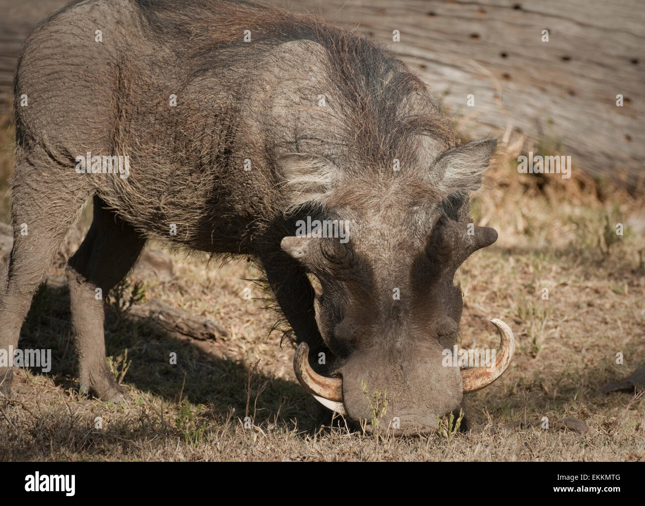 Warthog grazing-showing tusks Stock Photo - Alamy