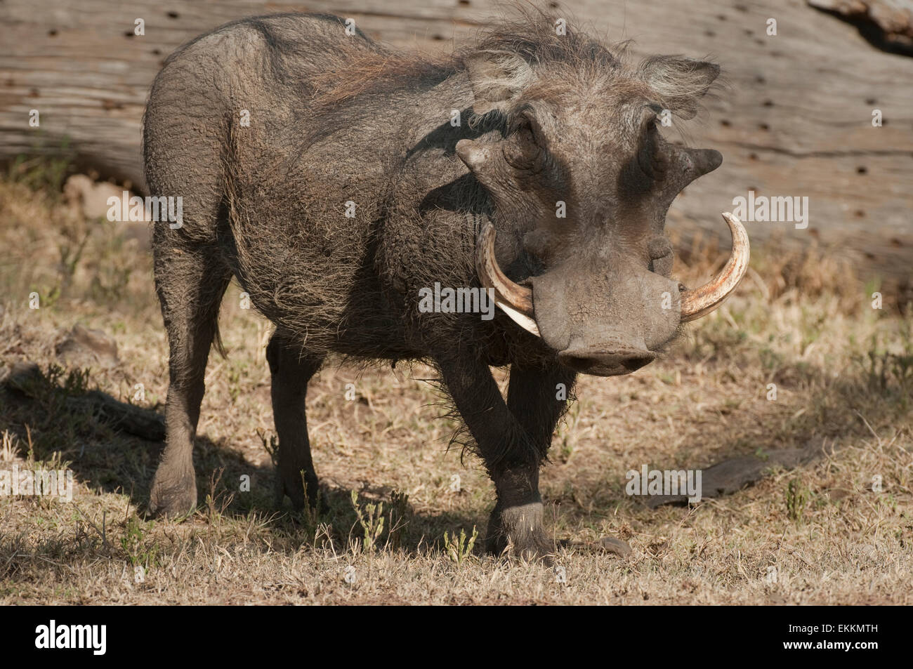Warthog tusks hi-res stock photography and images - Alamy