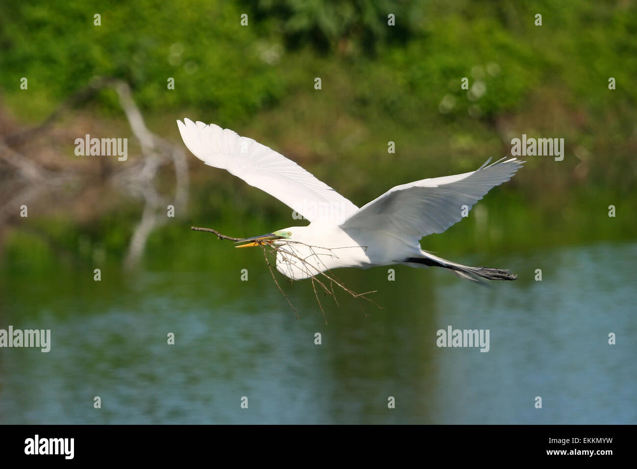 Great egret (Ardea alba) flying with building material Stock Photo - Alamy
