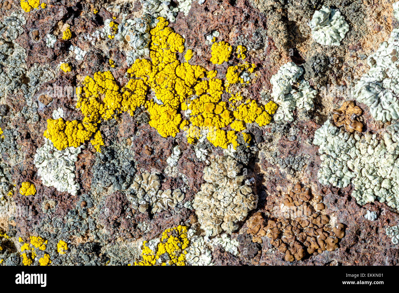 Unique patters and colors of Lichen Stock Photo - Alamy
