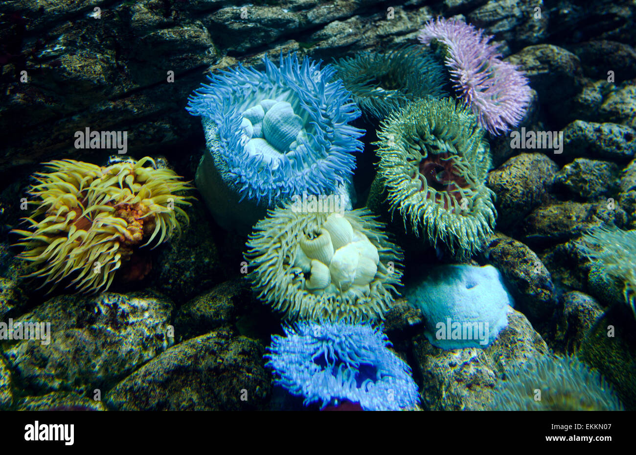 Colorful Sea Anemones