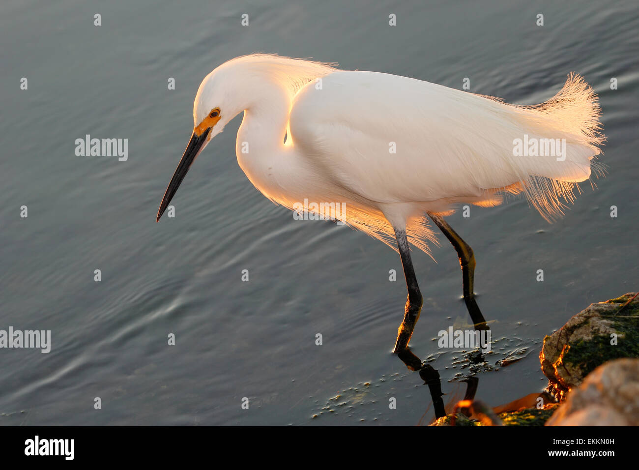 Snowy Egret (Egretta thula Stock Photo - Alamy