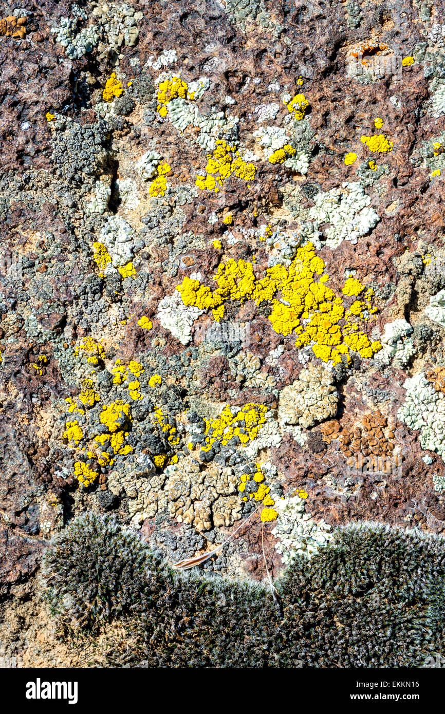 Lichen with many colors in nature Stock Photo - Alamy