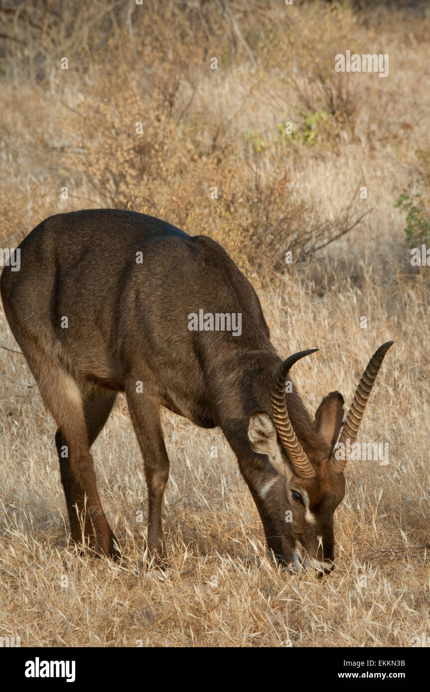 Common Waterbuck grazing Stock Photo - Alamy