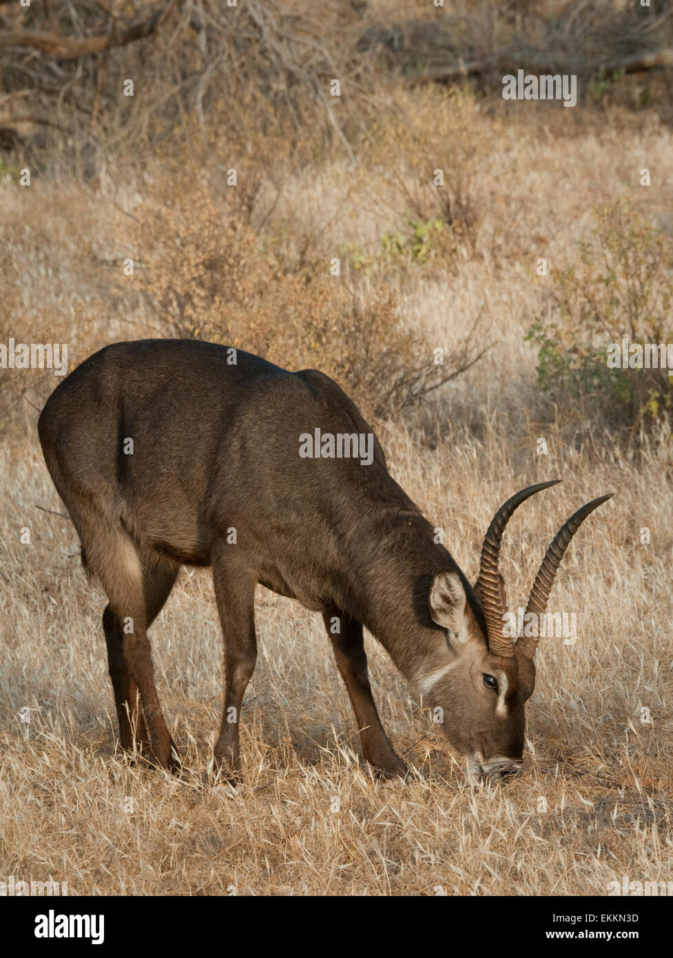 Common waterbuck grazing Stock Photo - Alamy