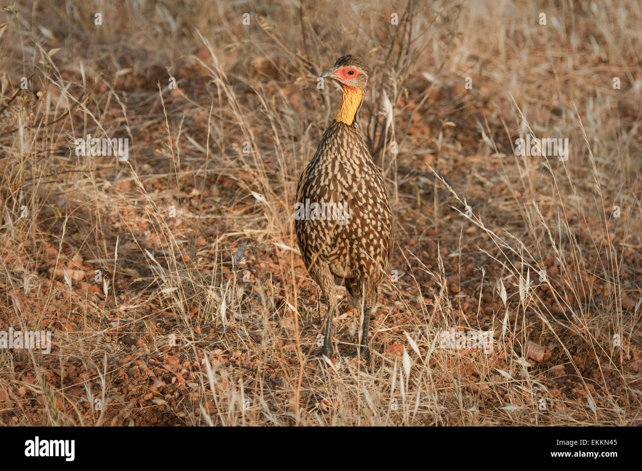 Bird african yellow necked spurfowl kenya hi-res stock photography and ...