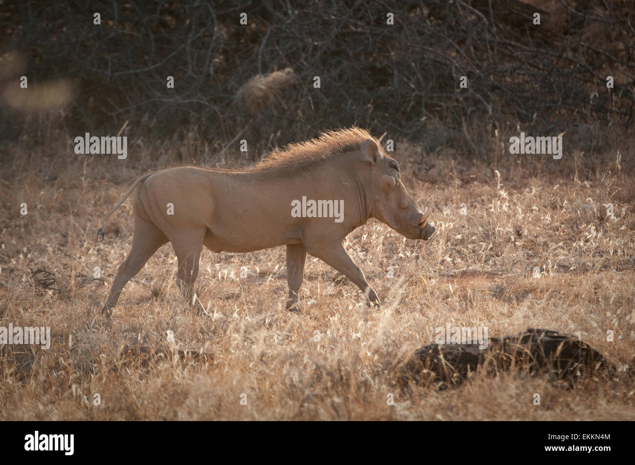 Warthog walk hi-res stock photography and images - Alamy
