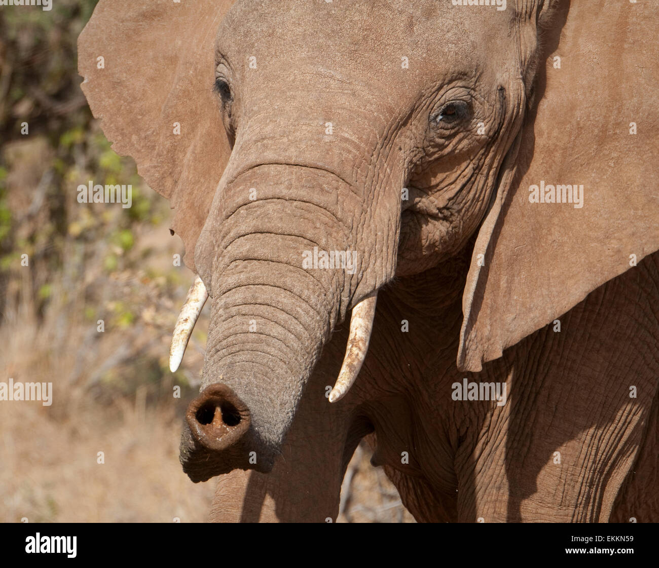 Elephant portrait trunk up hi-res stock photography and images - Alamy