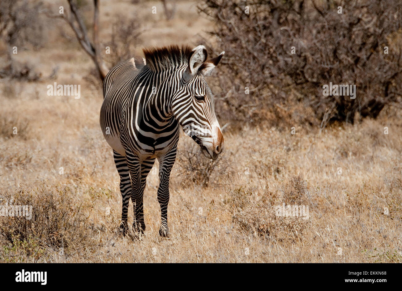 Grevy's zebra standing in plains Stock Photo - Alamy