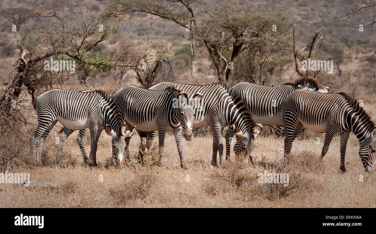 Zebras grazing hi-res stock photography and images - Alamy Zebras grazing hi-res stock photography and images - Alamy
