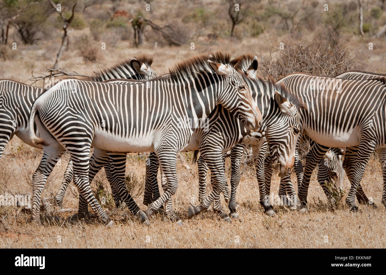 Grevys zebra group hi-res stock photography and images - Alamy