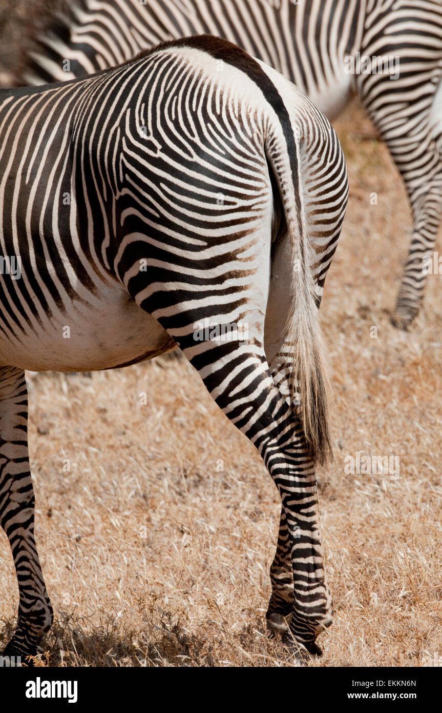 Stripes of Grevy's zebras from behind Stock Photo - Alamy