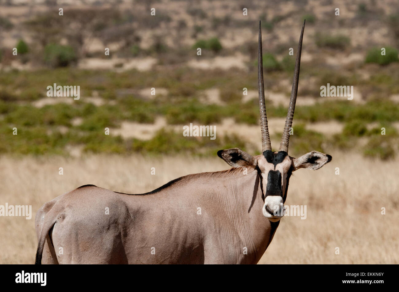 Portrait of Beisa Oryx in plains Stock Photo - Alamy