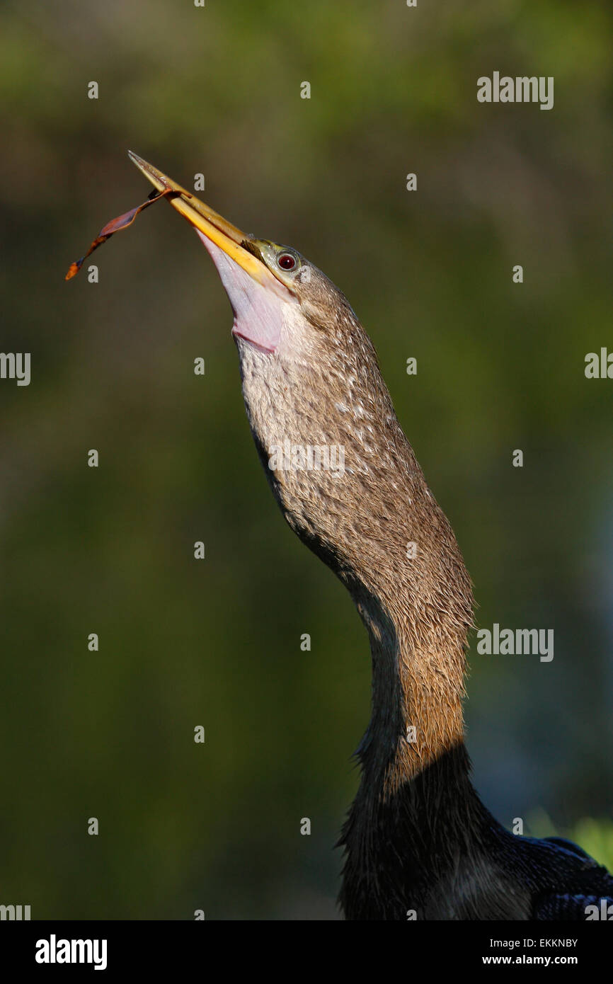 Anhinga (Anhinga anhinga) swallowing fish Stock Photo - Alamy