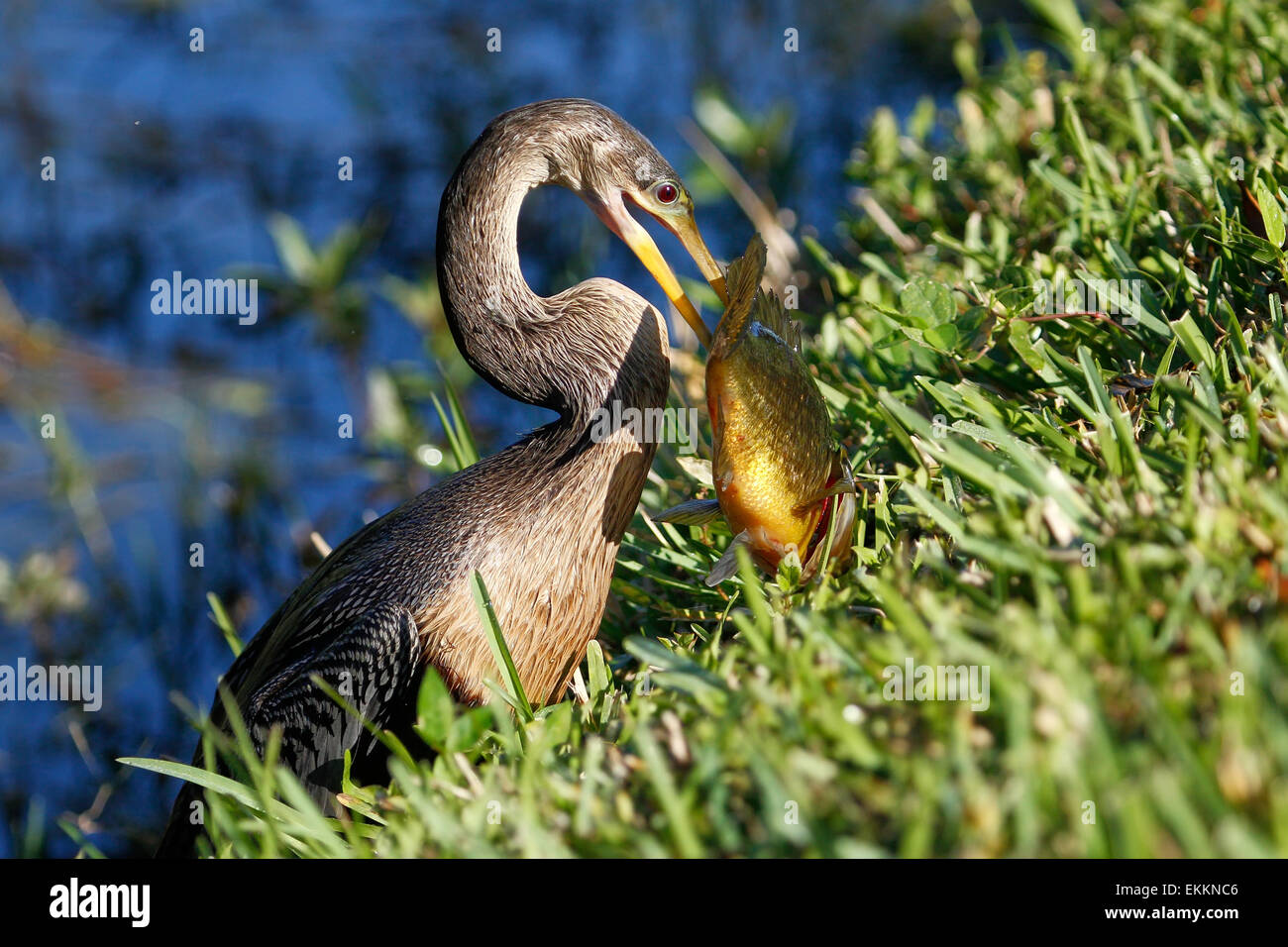 Anhinga (Anhinga anhinga) eating fish Stock Photo - Alamy