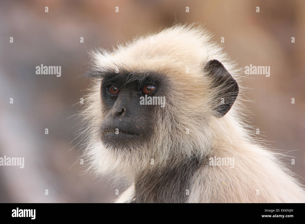 Portrait of Gray langur (Semnopithecus dussumieri), Ranthambore ...
