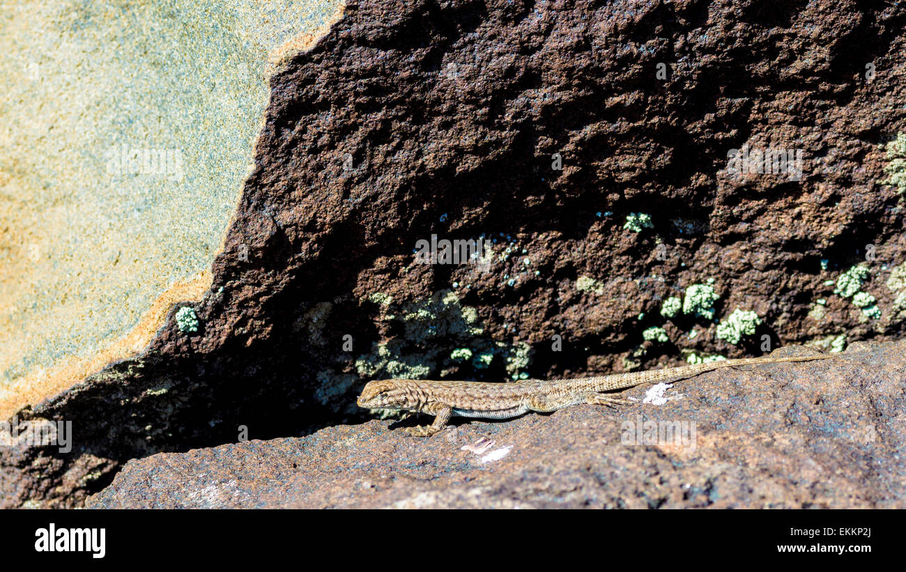 Very small lizard hi-res stock photography and images - Alamy