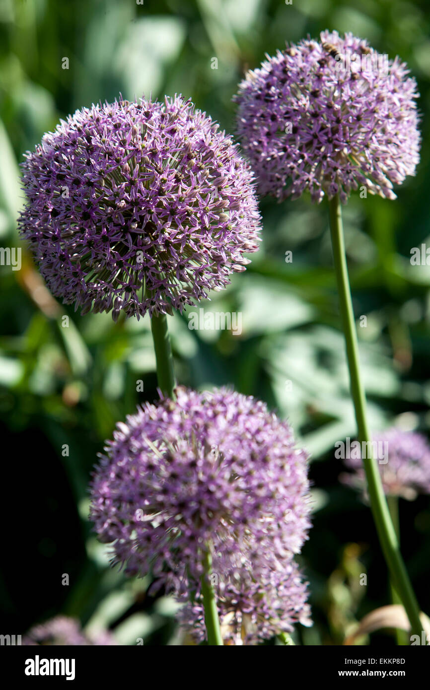 Allium flower heads Stock Photo - Alamy