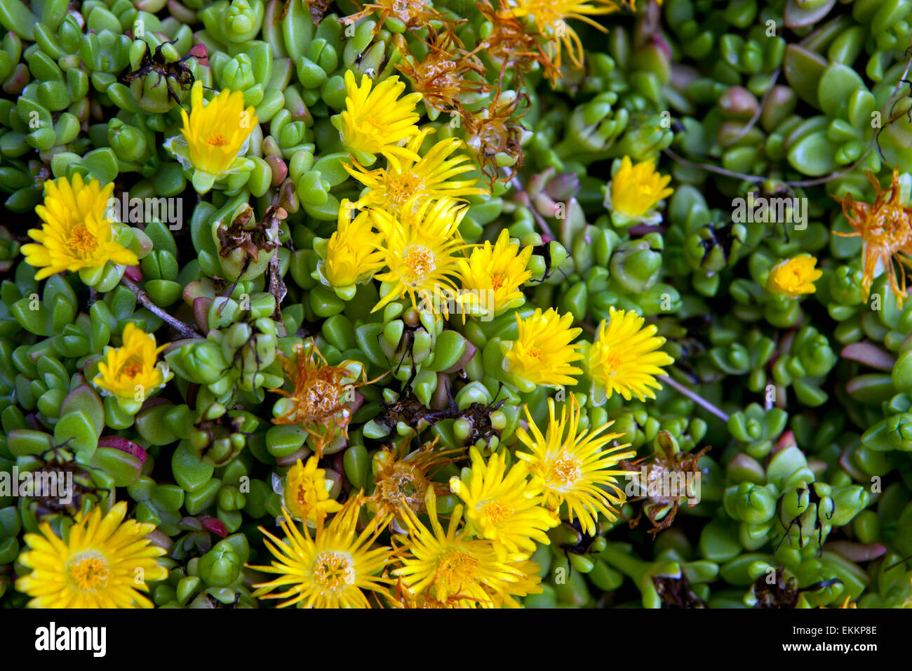 Delosperma congestum, Ice plant 'Gold Nugget' Stock Photo - Alamy