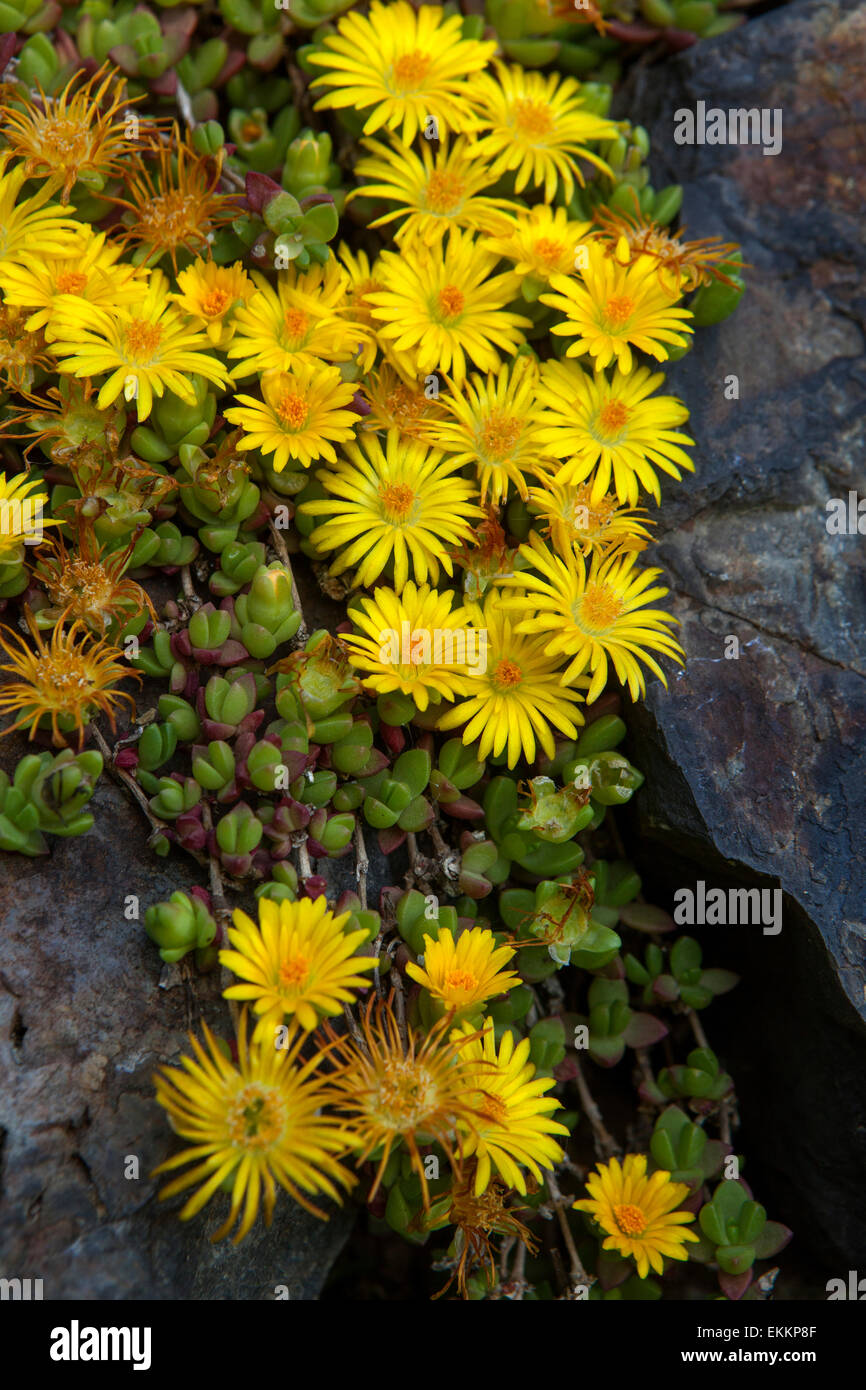 Delosperma congestum, Ice plant 'Gold Nugget' Stock Photo - Alamy