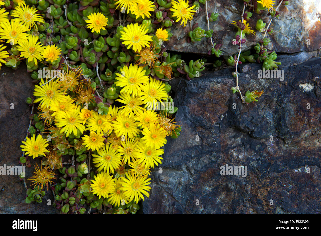 Delosperma congestum, Ice plant 'Gold Nugget' Stock Photo - Alamy