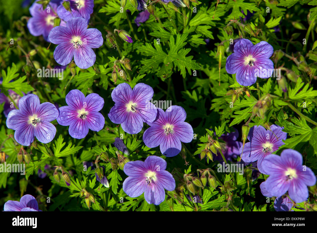Hardy geranium blue hi-res stock photography and images - Alamy