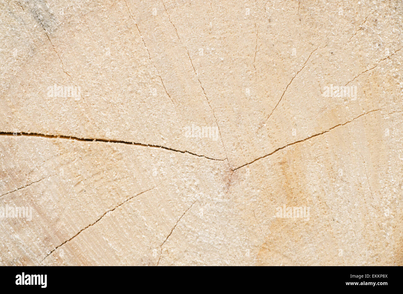 closeup to cut tree trunk texture background Stock Photo - Alamy