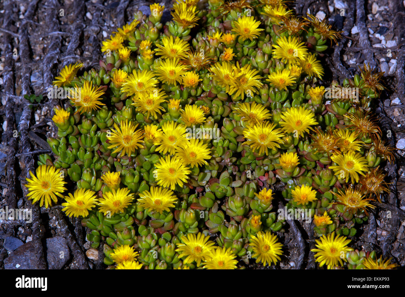 Delosperma congestum hi-res stock photography and images - Alamy
