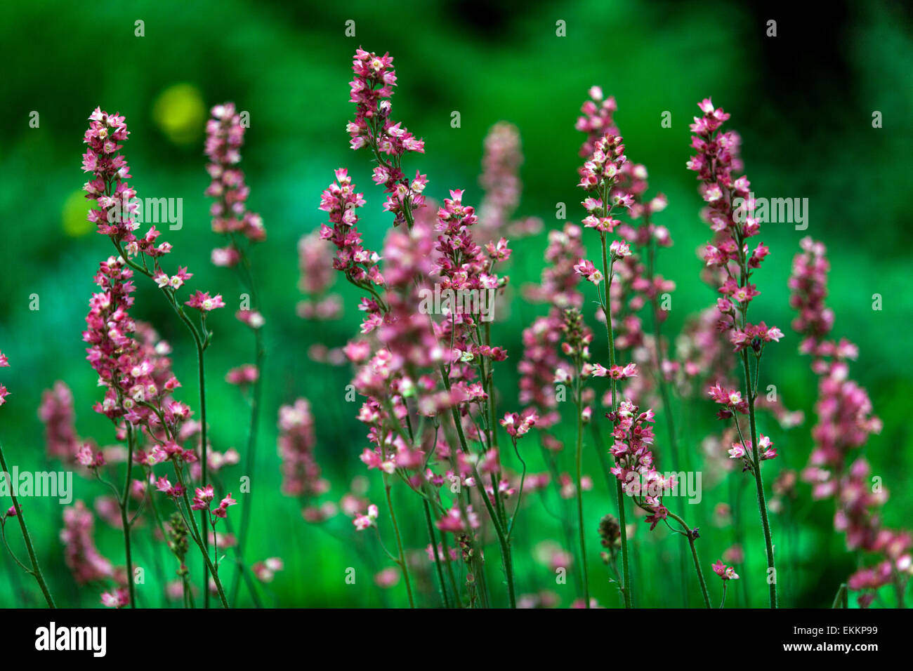 Heuchera flowers, Alumroot or Coral bells, undemanding perennial ...