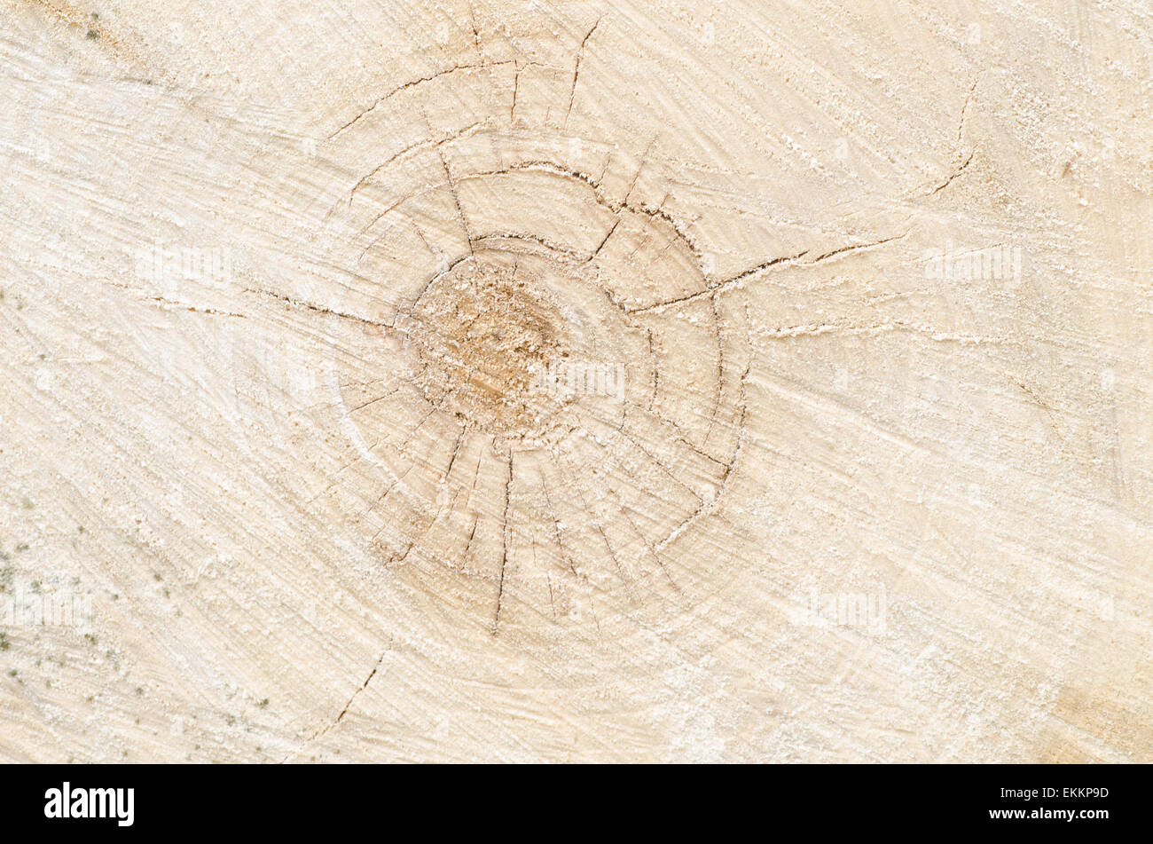 closeup to cut tree trunk texture background Stock Photo - Alamy