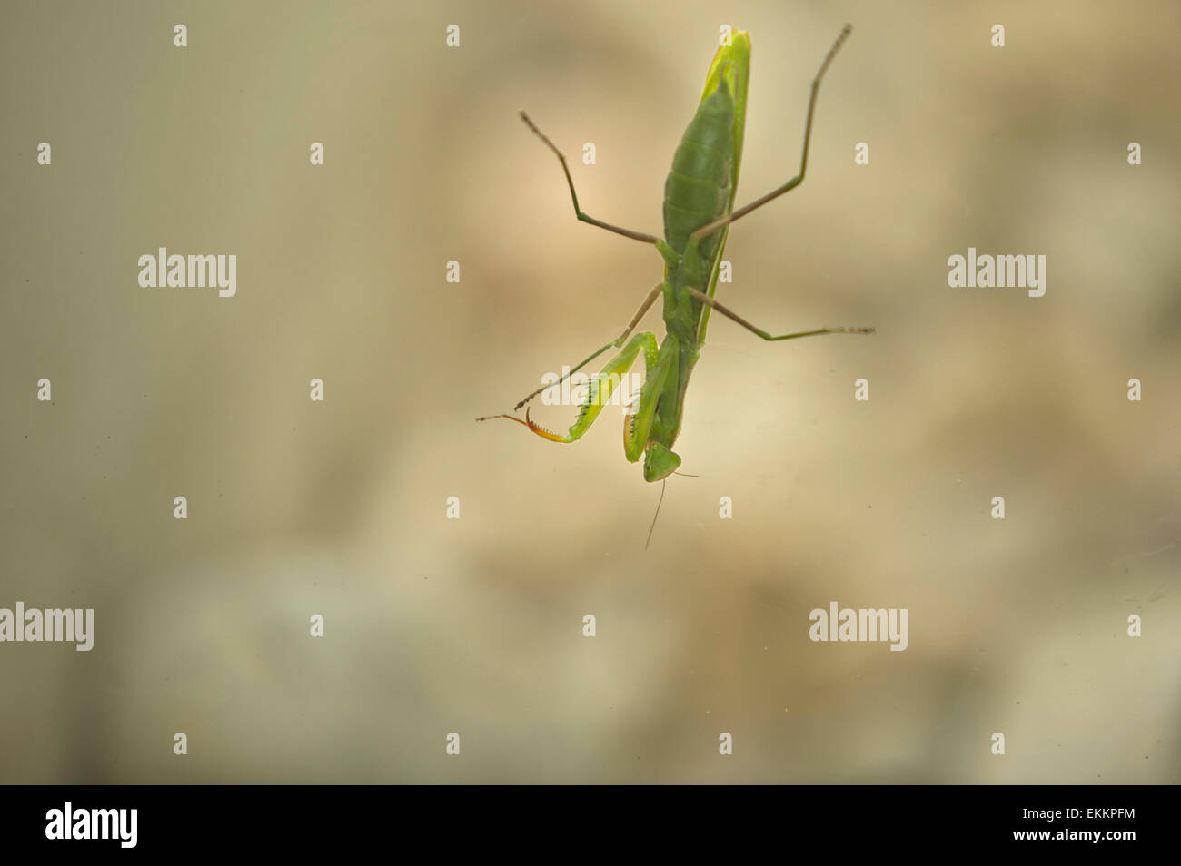 Mantis front hi-res stock photography and images - Alamy
