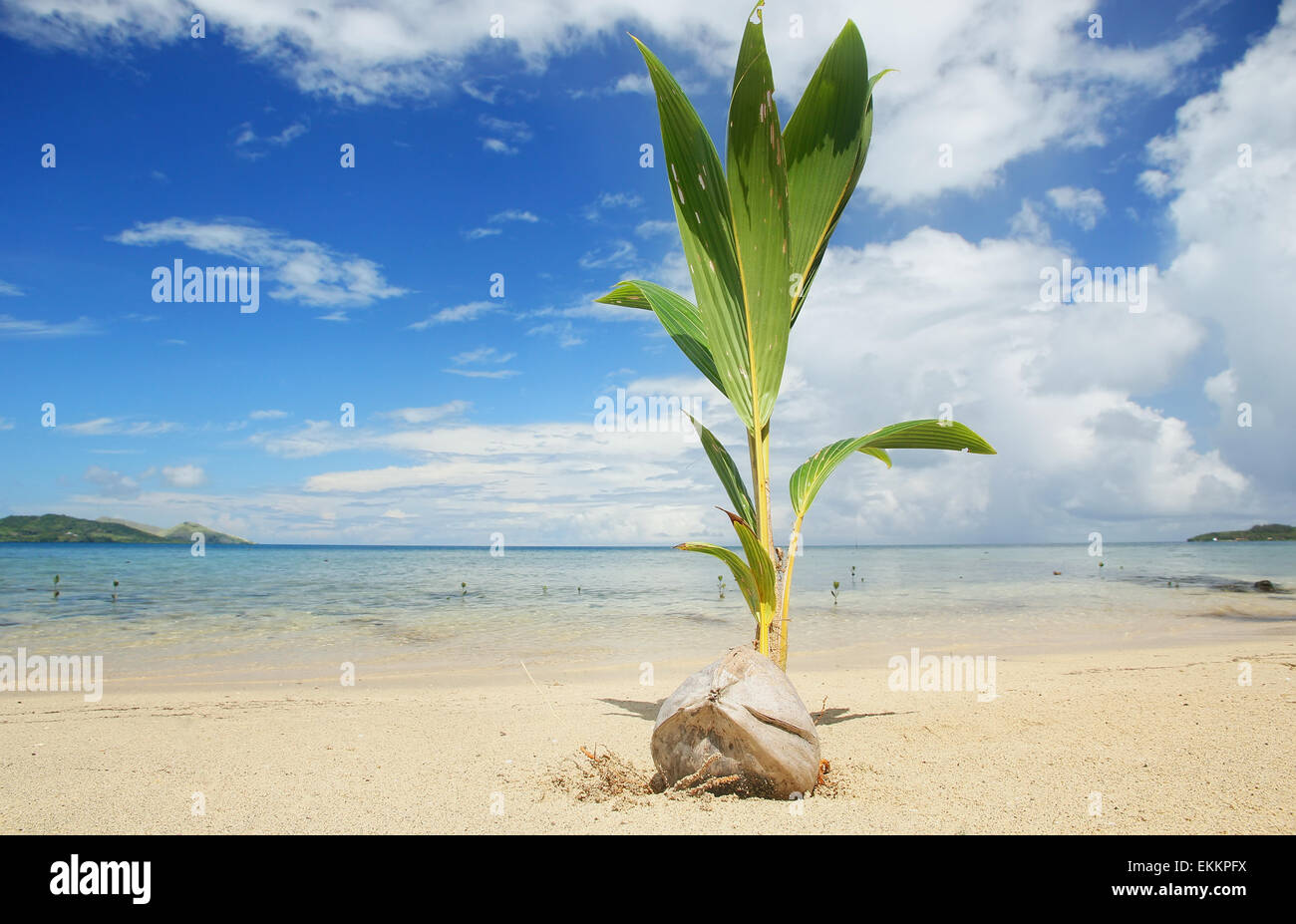 Palm tree sprout on a tropical beach, Nananu-i-Ra island, Fiji, South ...