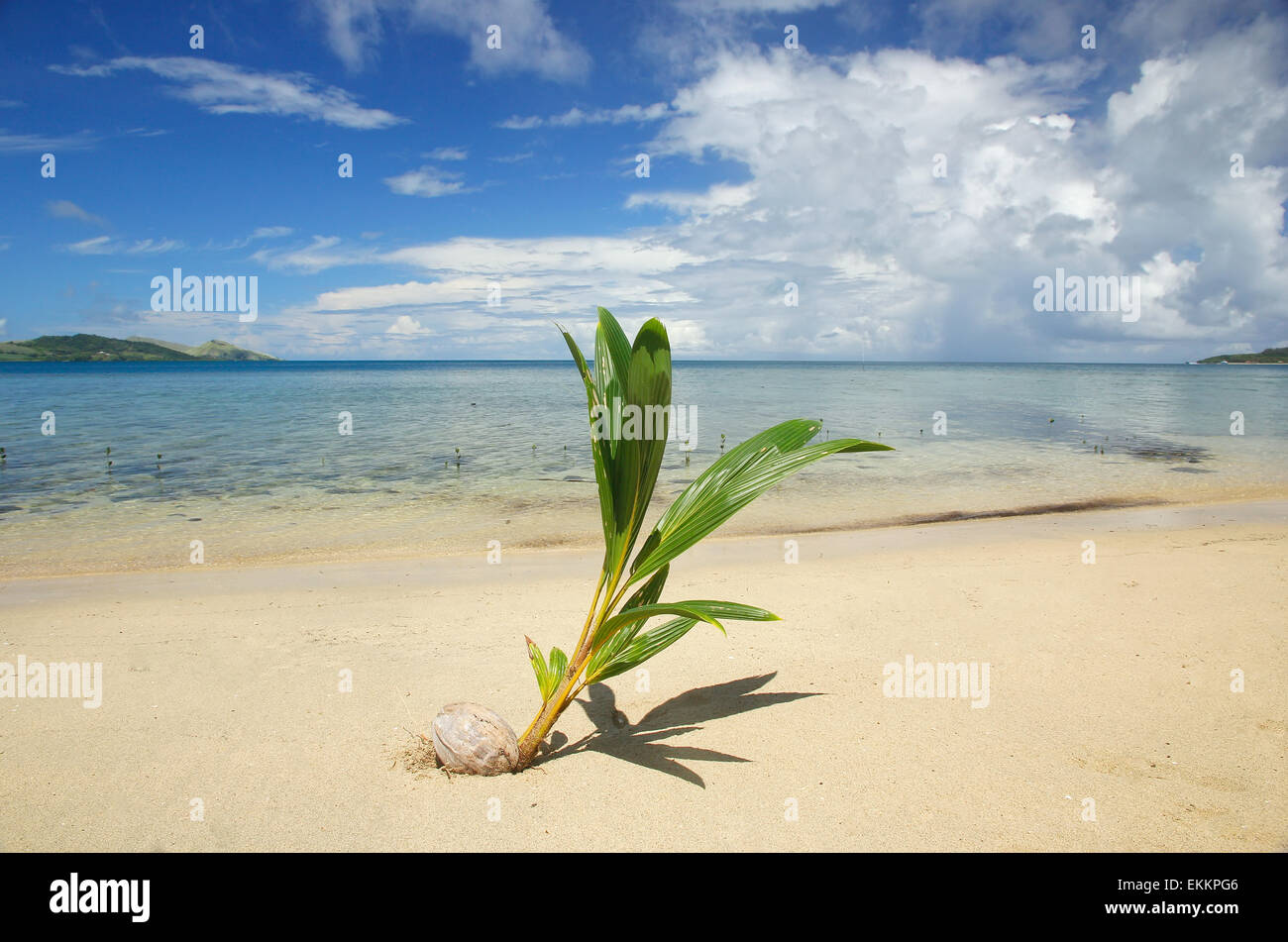 Palm tree sprout on a tropical beach, Nananu-i-Ra island, Fiji, South ...