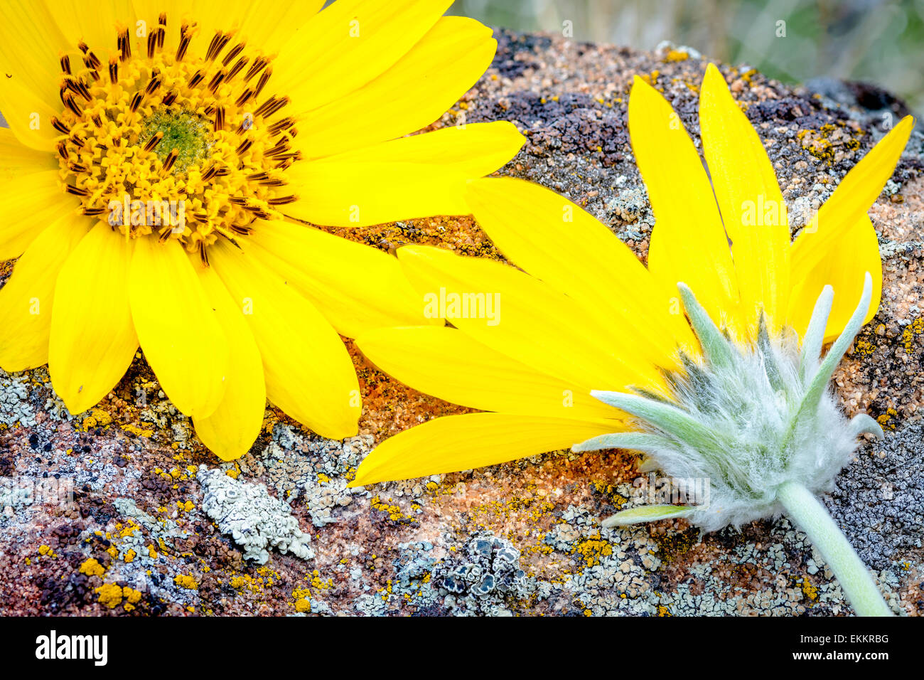 Spring flower texture hi-res stock photography and images - Alamy