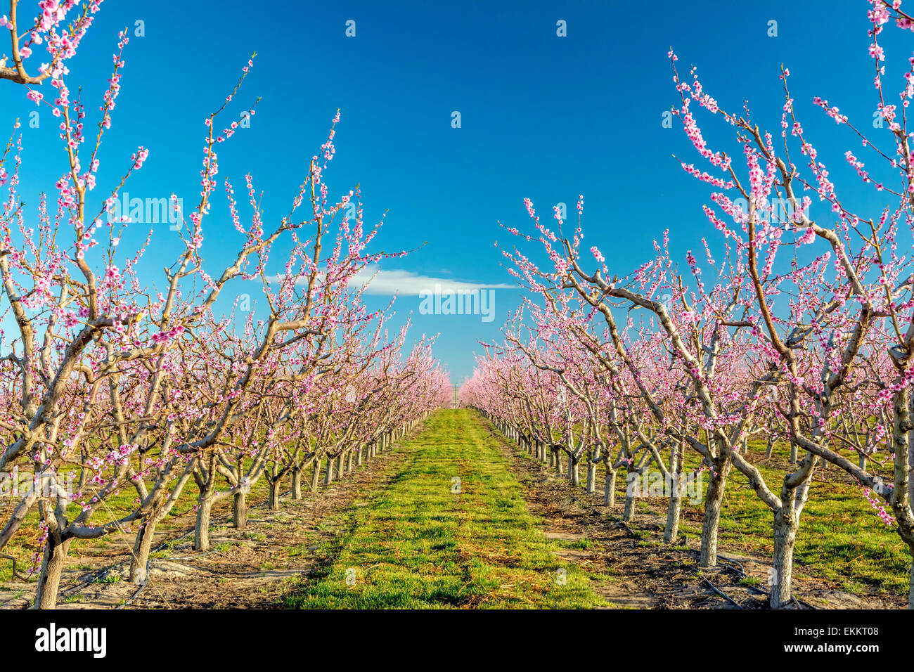 Flowering trees in a row that will grow peaches Stock Photo - Alamy