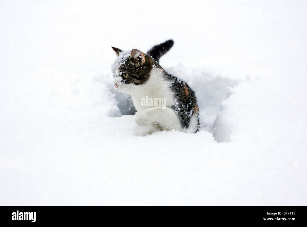 Domestic cat in the fresh snow Stock Photo - Alamy